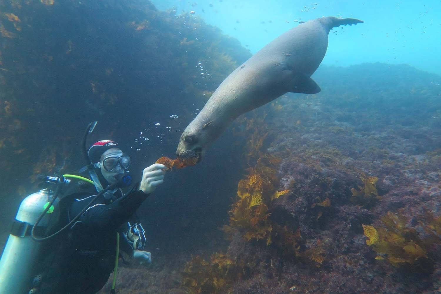 Scuba Diving - Activate UTS
