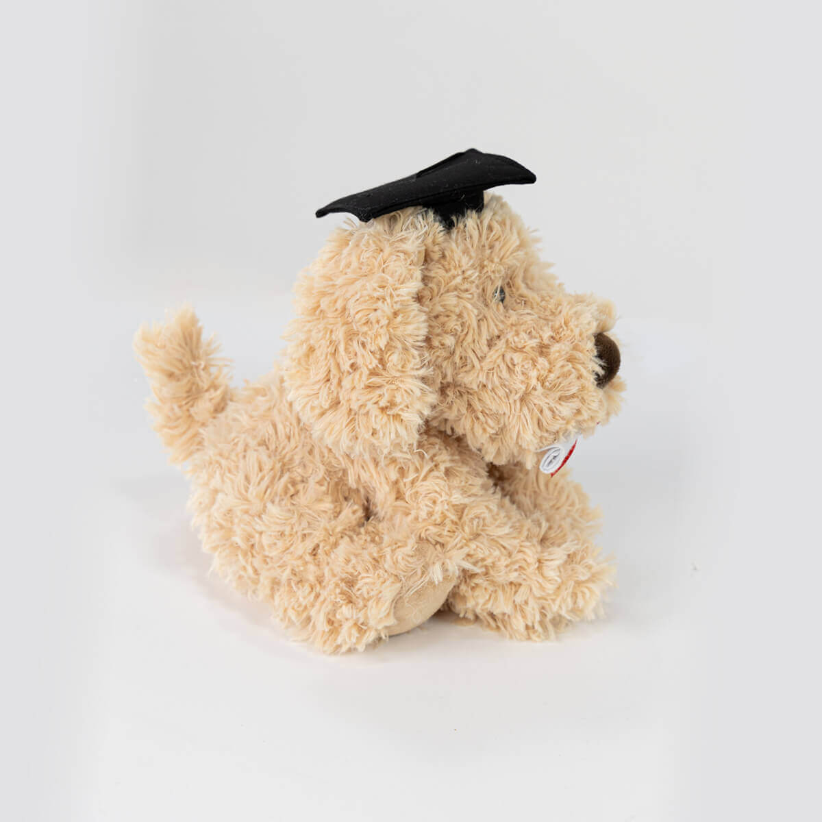 Graduation Dog - Activate UTS