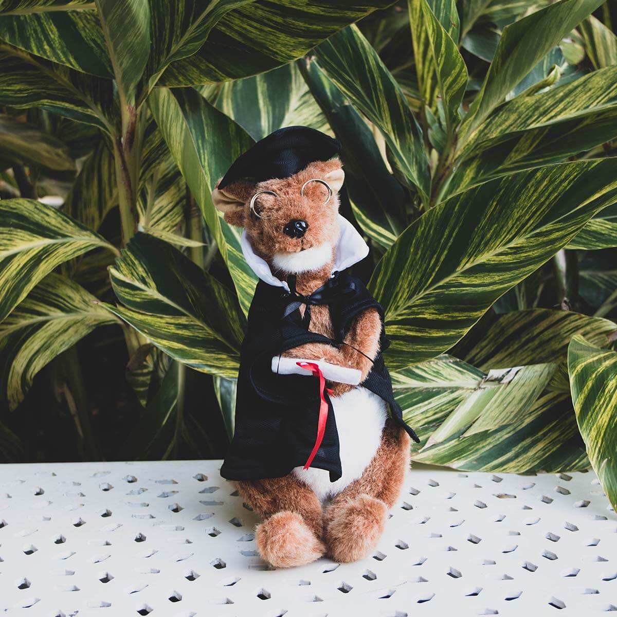 UTS Graduation Kangaroo Bear - Activate UTS