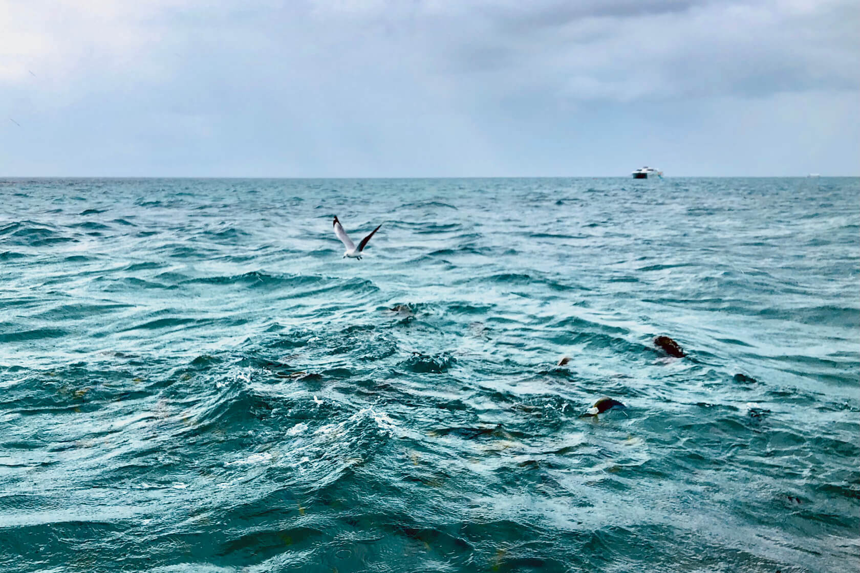 Green Week Photo Competition 2023 - Activate UTS