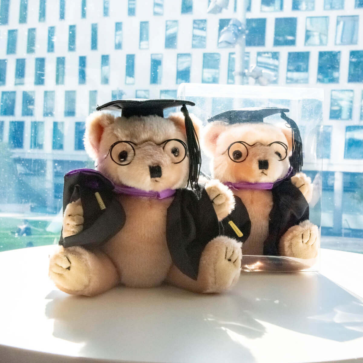 Grad Bear in Box - Activate UTS